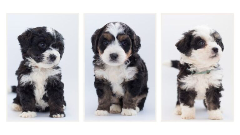 What is a Bernedoodle? Your Guide to this Adorable Breed - Raya the ...